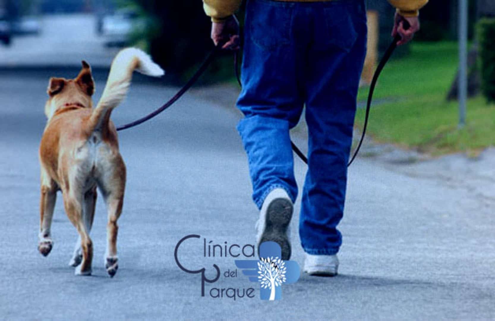 La importancia de un buen collar para sacar al perro • Clínica del parque